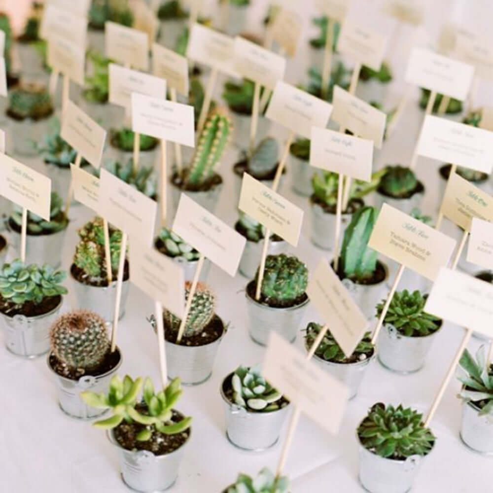 Mini Jade Succulents in Ceramic Pots | eFavormart