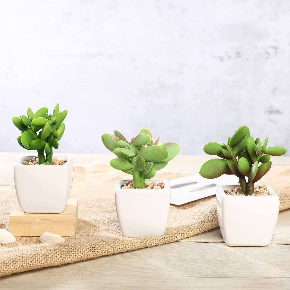 Mini Jade Succulents in Ceramic Pots | eFavormart