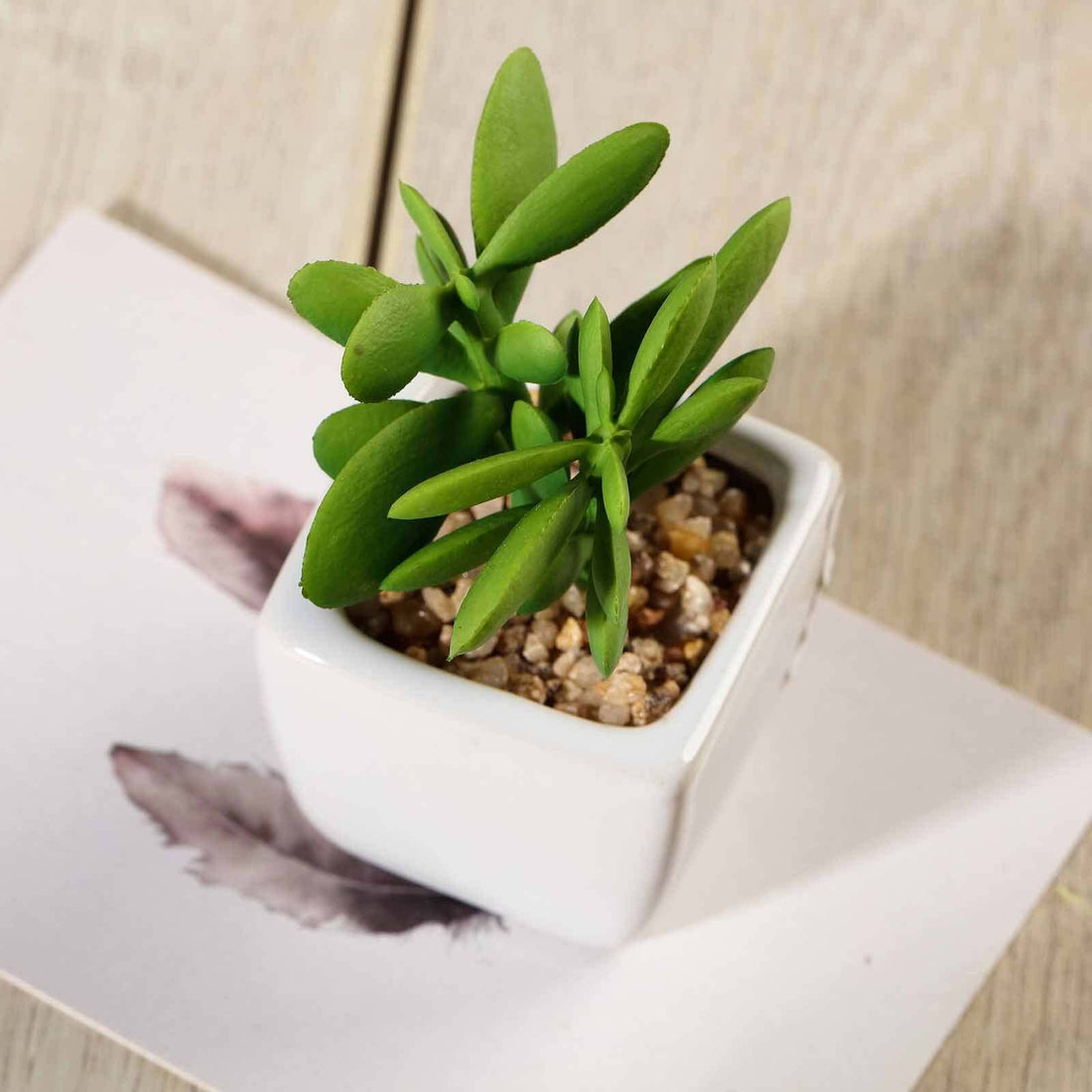 Mini Jade Succulents in Ceramic Pots | eFavormart