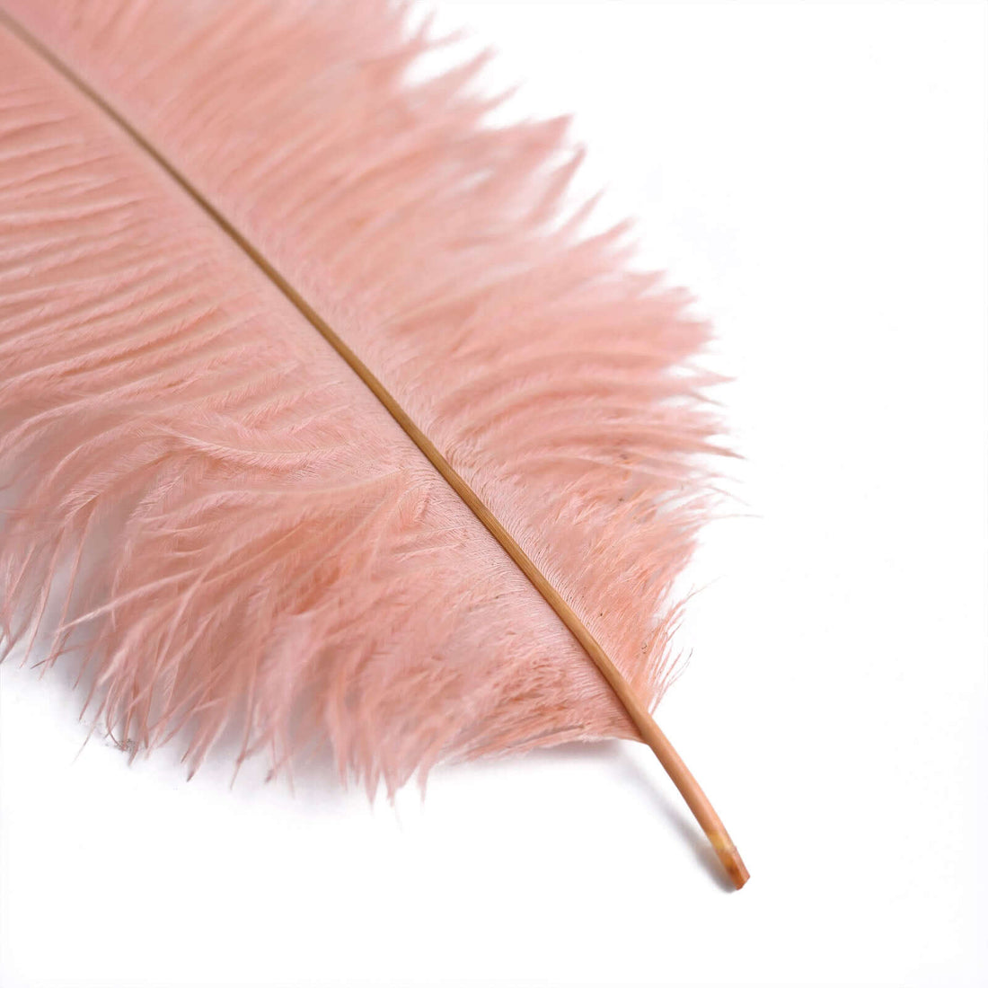 12-Pack Mauve Real Ostrich Feathers | eFavormart