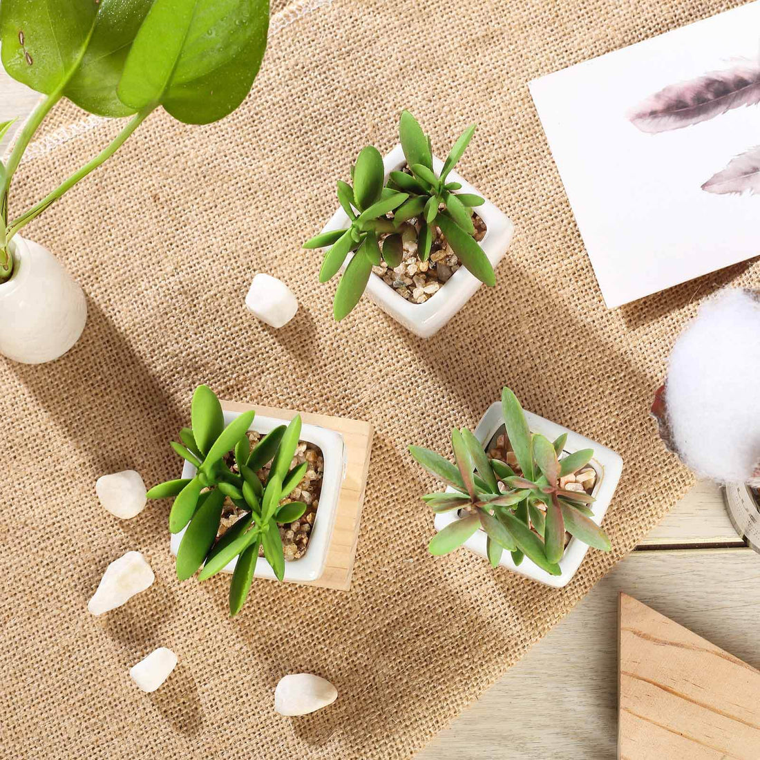 Mini Jade Succulents in Ceramic Pots | eFavormart